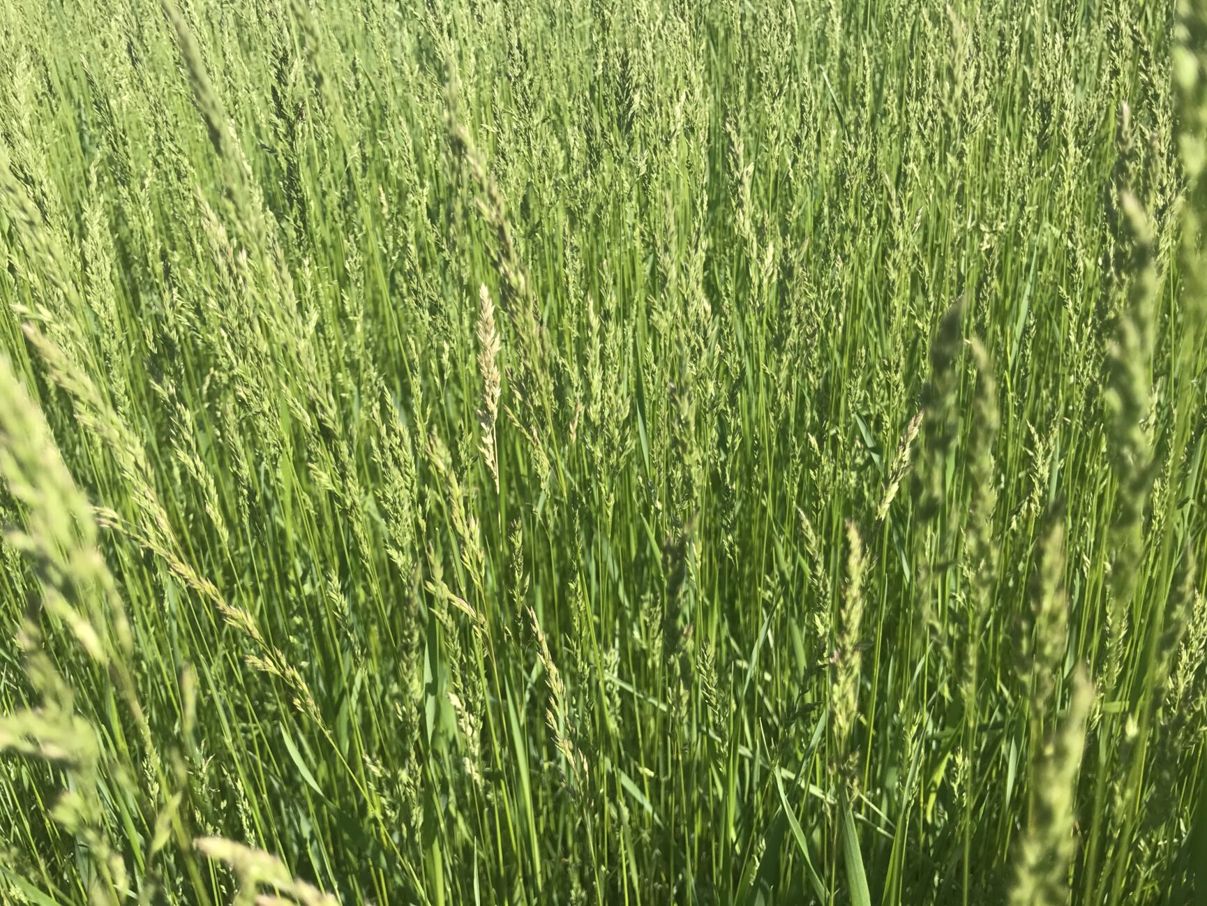 Kentucky Bluegrass Forage
